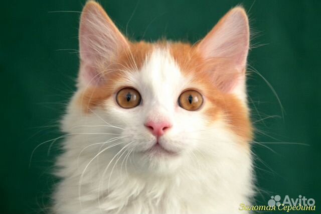 Котик курильский бобтейл