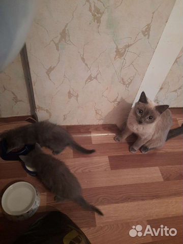 Бирманская кошка