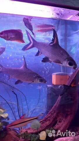 Акулий Балу 2 шт