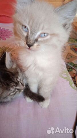 Кошки