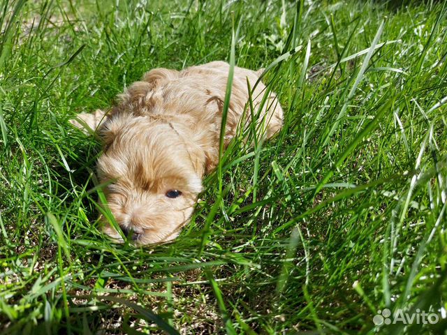 Мальтипу мини девочки Ф1