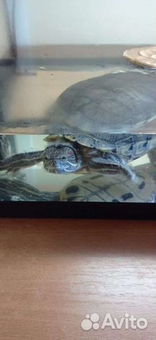 Отдам красноухую черепаху с аквариумом и фильтром