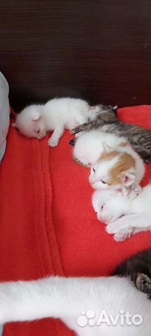 Котята в добрые руки 28 дней