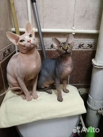 Канадский сфинкс