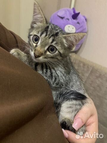 Котенок