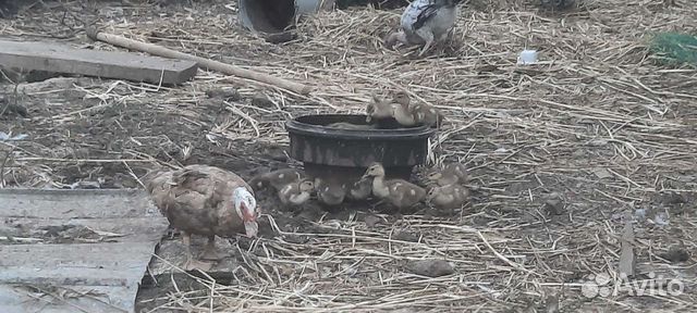 Индоутка и Индоутята 15 утят и 1 индоутка