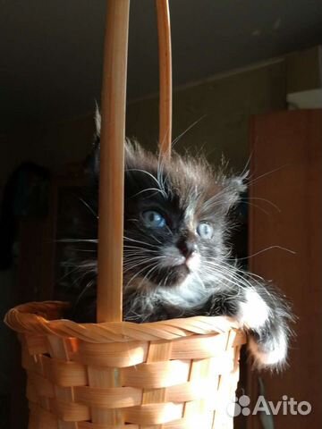 Котенок 1.5 месяца