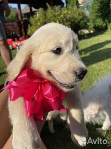 Золотистый Ретривер