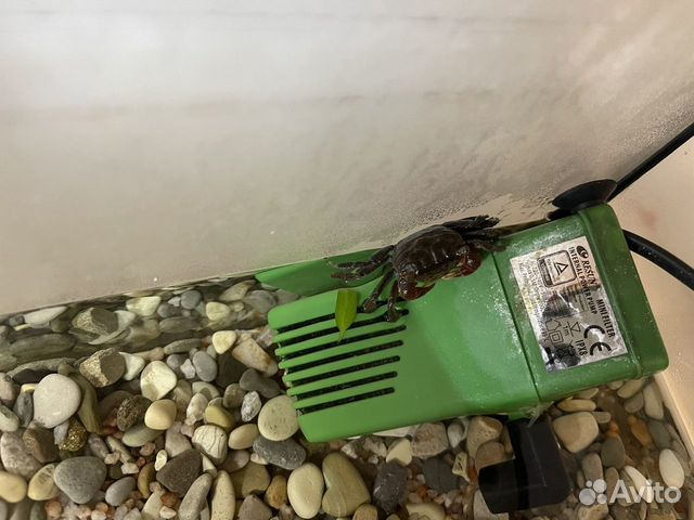 Мангровый краб с аквариумом и фильтром