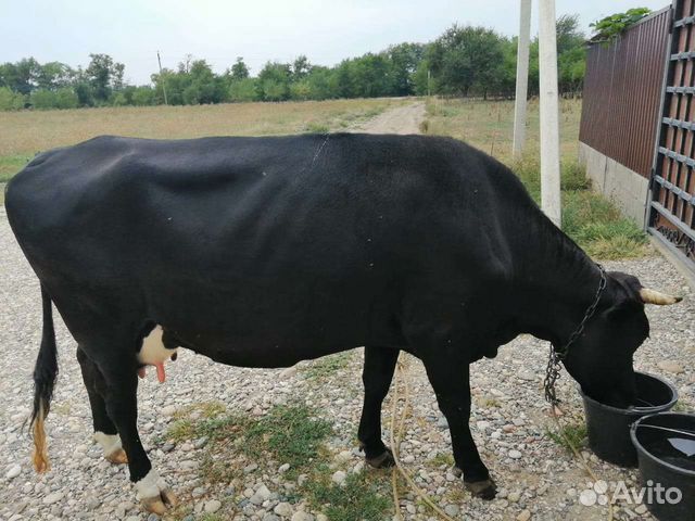 Корова на мясо