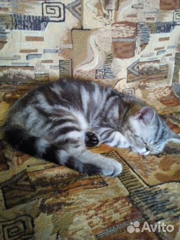 Котие Томик