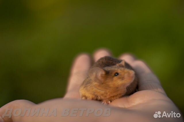 Декоративная мышь, длинношерстная, мальчик