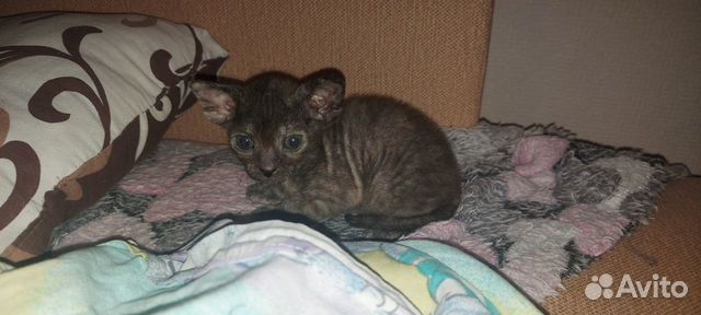 Донской сфинкс котёнок девочка брашь,родилась 10 а