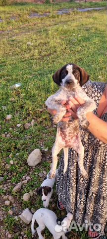 Щенок Метис курцхара в добрые руки