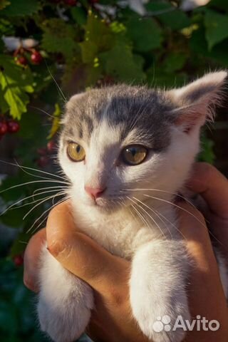 Котенок русской голубой