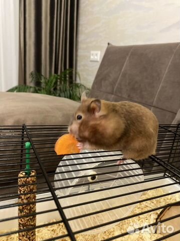 Хомяк сибирская порода