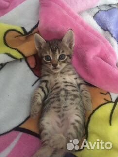 Папа шотландец, мама обычная