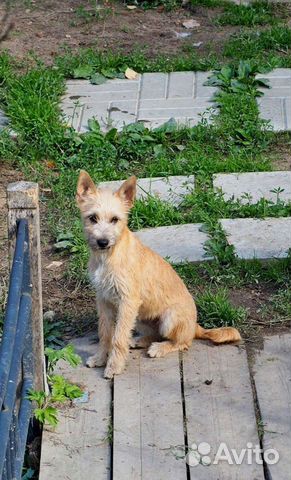 Щенок в добрые руки в дар