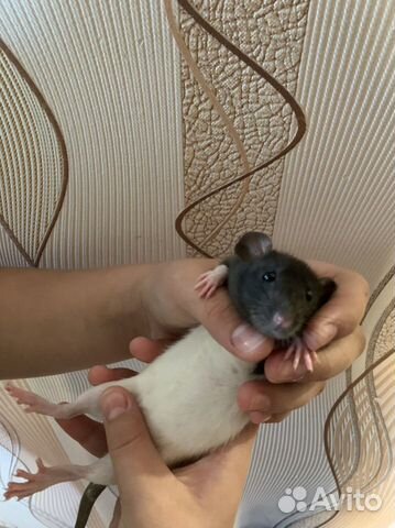 Крыска ручная с Клеткой