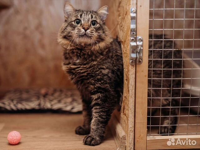Сибирский кот Манул, 2 года. Привезем