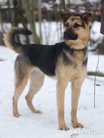 Метис овчарки Черити