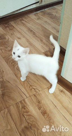 Котенок девочка 2 месяца