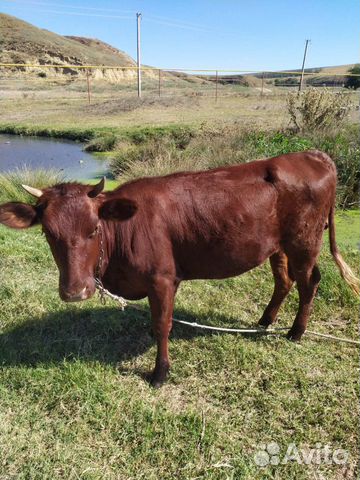 Продам телку