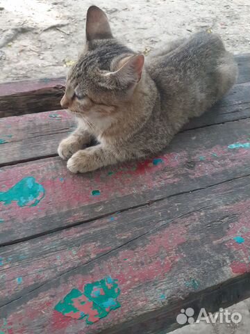 Подарите котятам дом