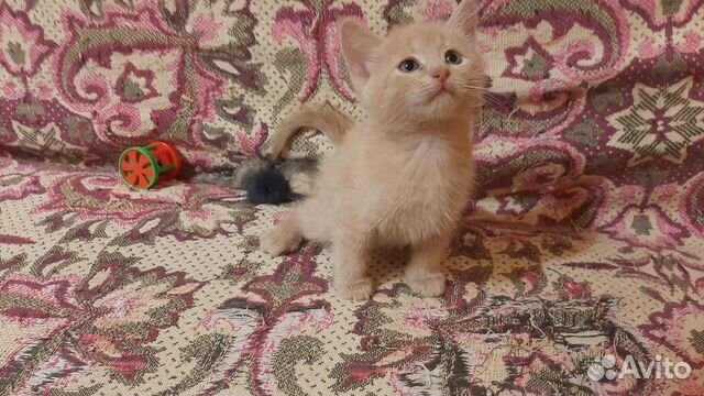 Рыжики (возраст - 1 месяц) отдаю