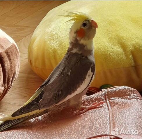 Попугай карелла