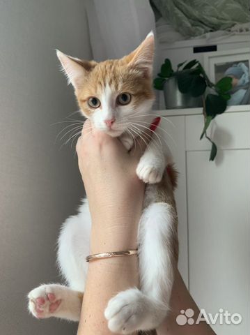 Котенок мальчик