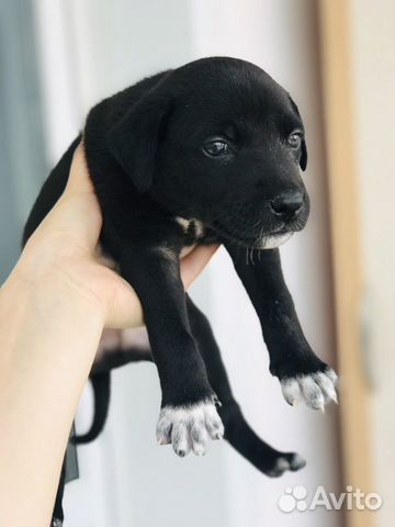 Щенки долматинца смесь