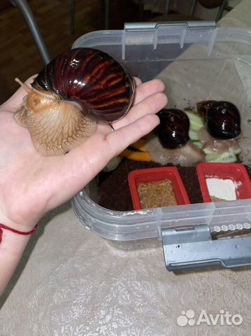 Улитки ахатины бесплатно