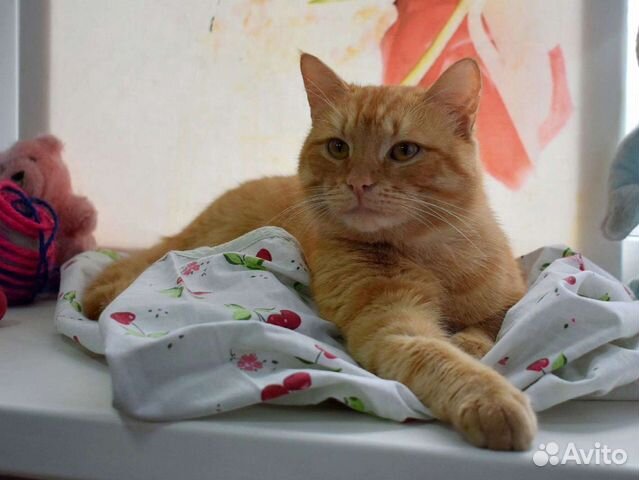 Лёва ищет дом и семью