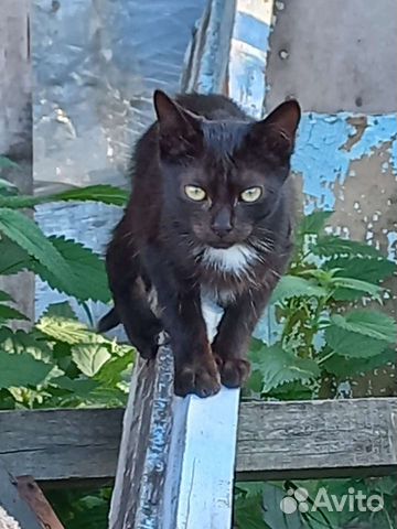 Черный котик, отличный мышелов