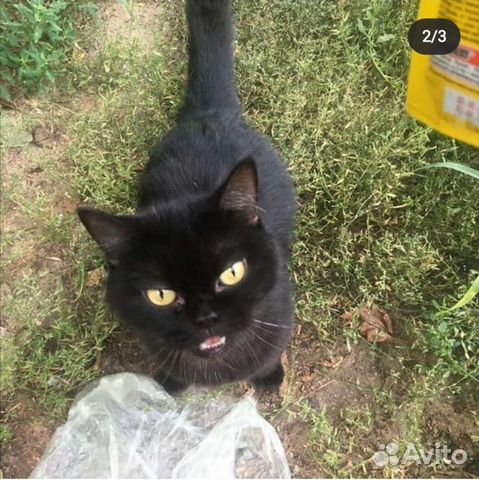 Бомбейская в дар