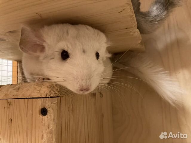 Шиншилла (мальчик) белого цвета