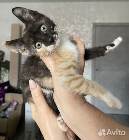 Котенок в дар