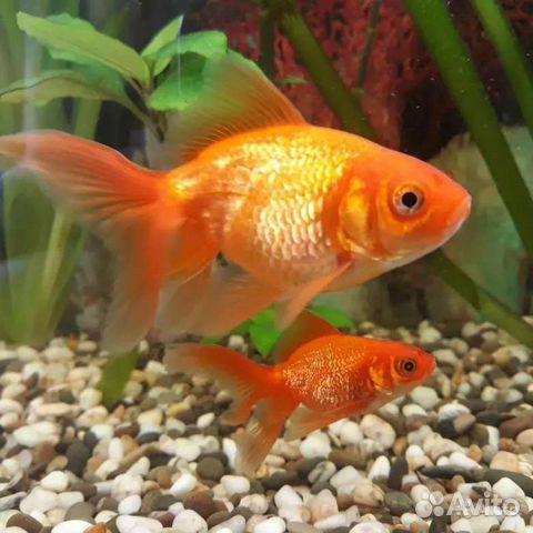 Золотая вуалехвост