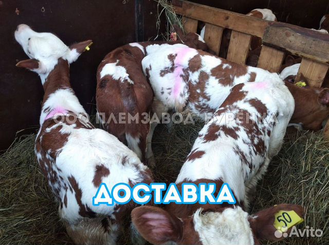 Телята, бычки на откорм, телочки