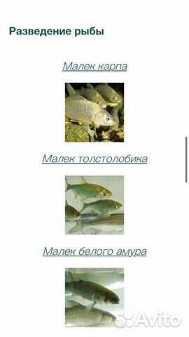 Рыбы на разведение