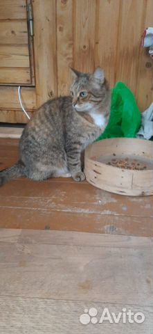 Ищем дом для умненькой кошки Зули