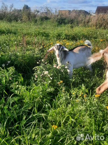 Продам козленка