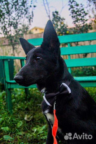 Щенок метис овчарки