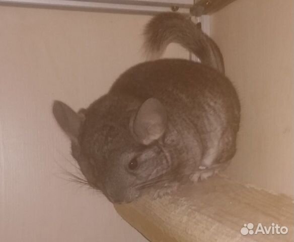Шиншилленок.девочка.2мес.стандарт