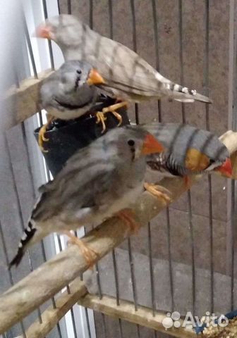 Амадины зебровые