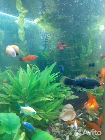 Аквариумные рыбки и растения