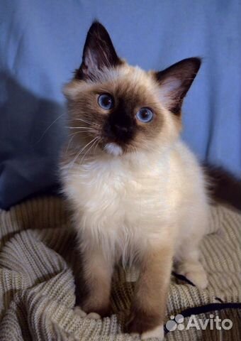 Котенок ragdoll, мальчик