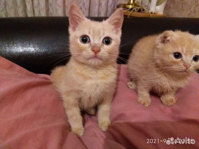 Отдам даром котят,возраст 2,5 месяца,шотландские в