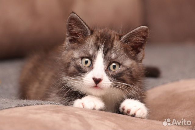 Котенок Тёма в добрые руки